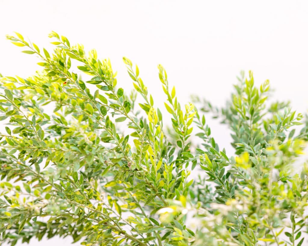 Acacia Howitii - Garden View Nursery