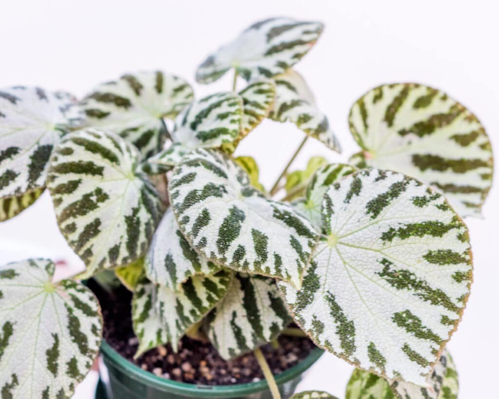 Begonia Silver Jewels - Garden View Nursery