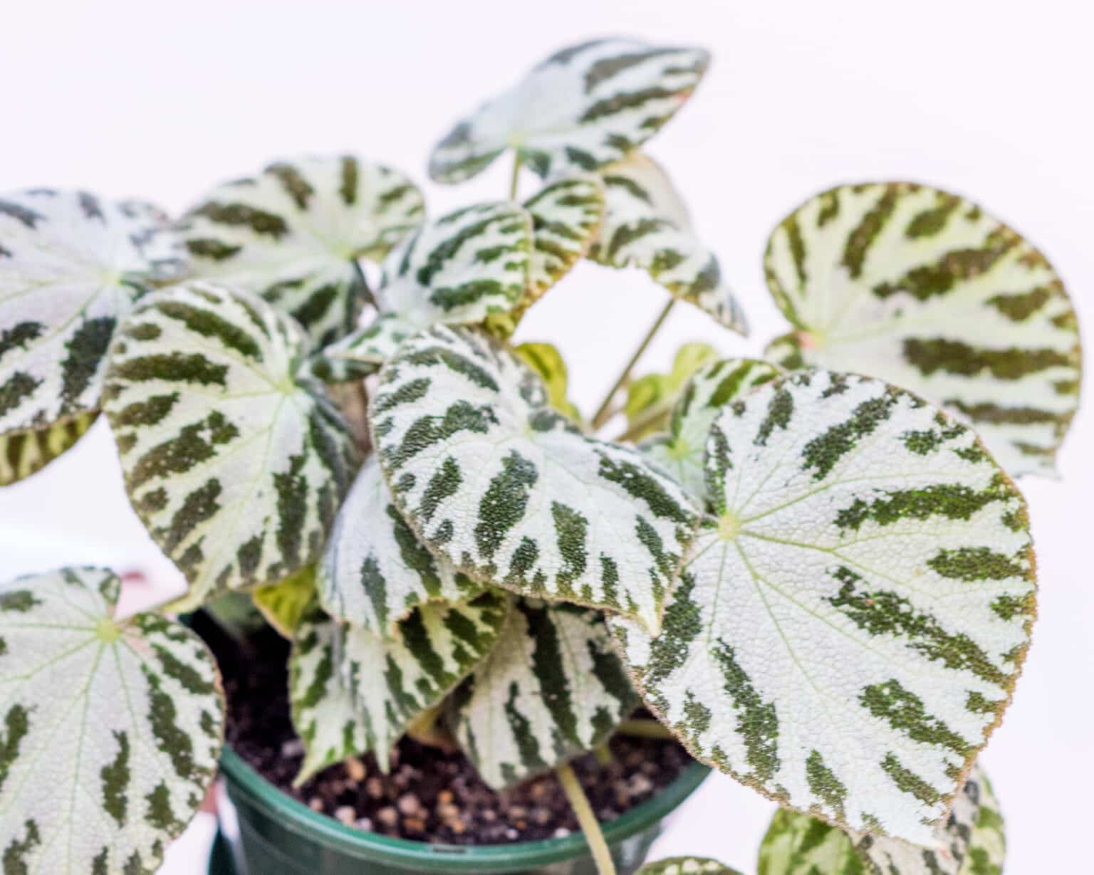 Begonia Silver Jewels - Garden View Nursery