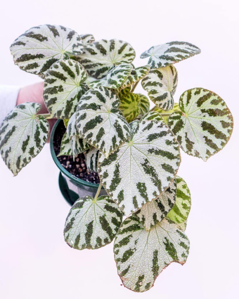 Begonia Silver Jewels - Garden View Nursery