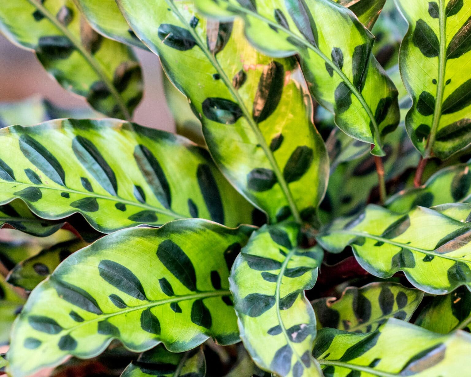 Calathea Insignis - Garden View Nursery