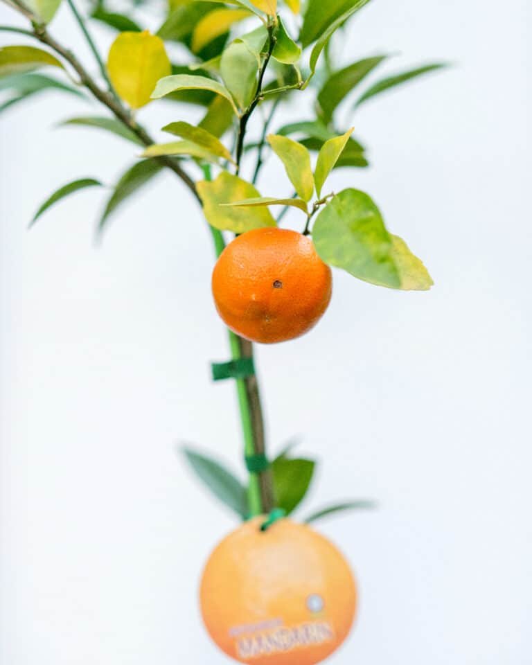 Mandarin Afourer - Garden View Nursery