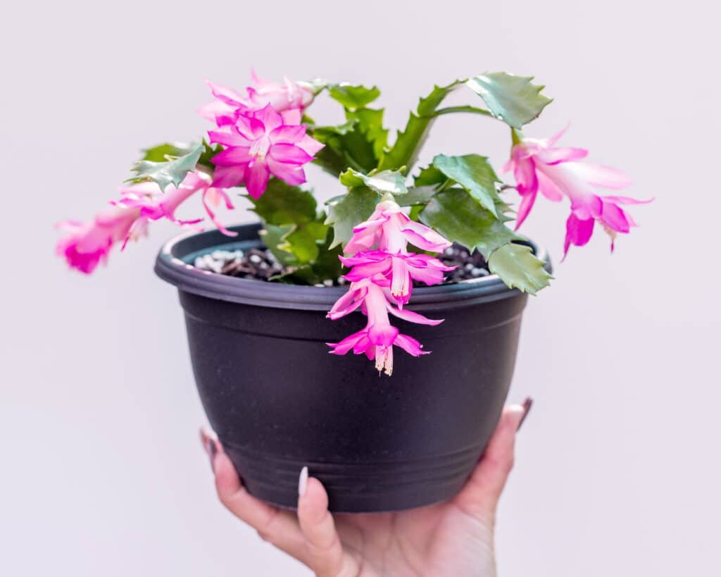 Zygo Cactus - Garden View Nursery