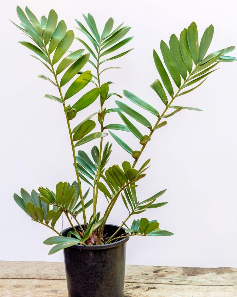 Zamia Furfuracea Cardboard Plant - Garden View Nursery