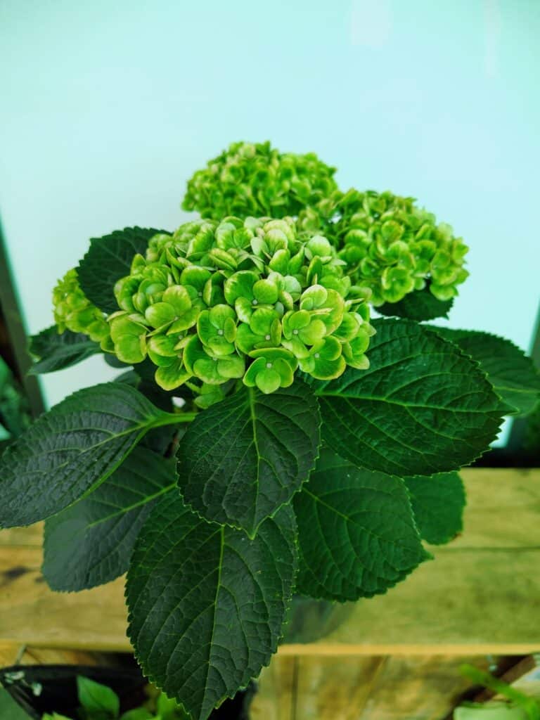 Hydrangea Magic Revolution - Garden View Nursery