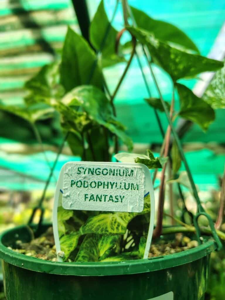 Syngonium Fantasy - Garden View Nursery