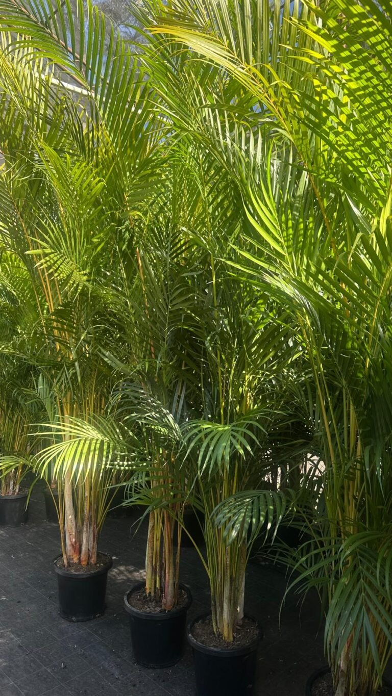 Golden Cane Palm - Garden View Nursery