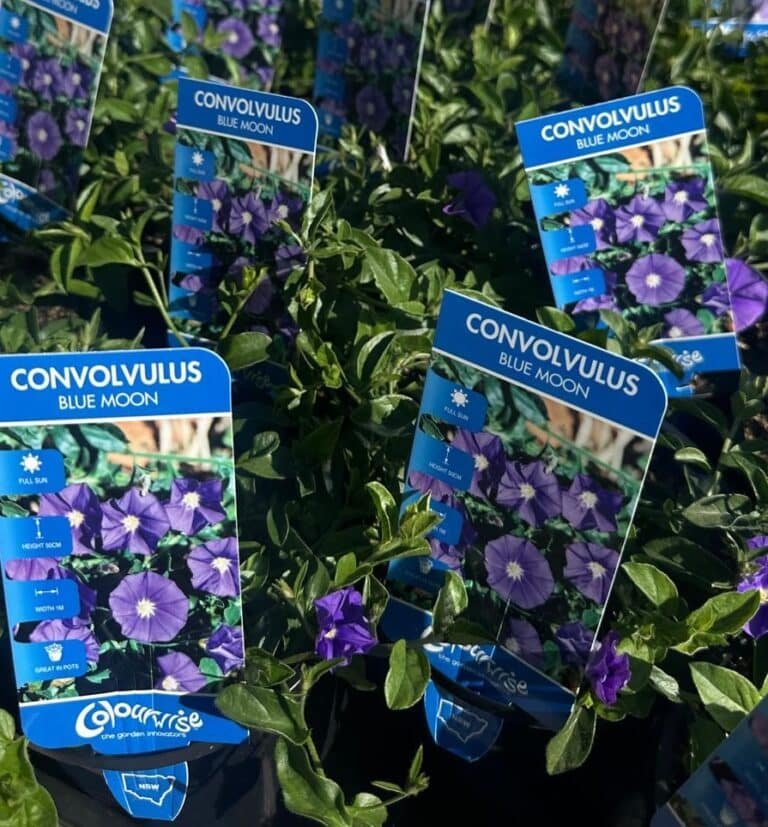 Convolvulus Mauritanicus (Blue Moon) - Garden View Nursery