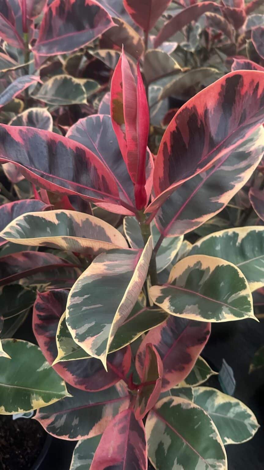 Ficus Elastica (Ruby) Indian Rubber Tree - Garden View Nursery