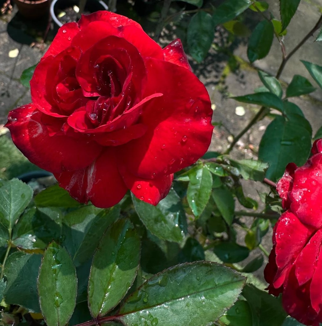 Rose Satchmo - Garden View Nursery