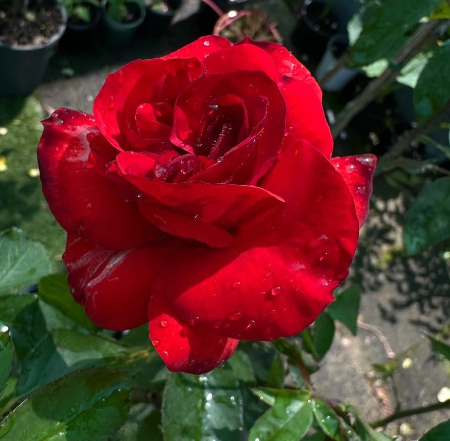 Rose Satchmo - Garden View Nursery