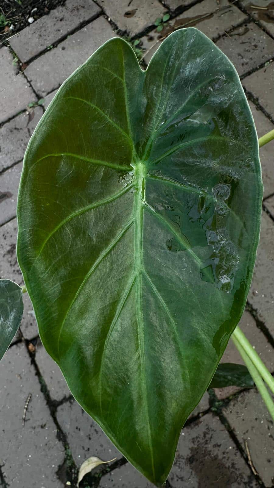 Alocasia Wentii - Garden View Nursery