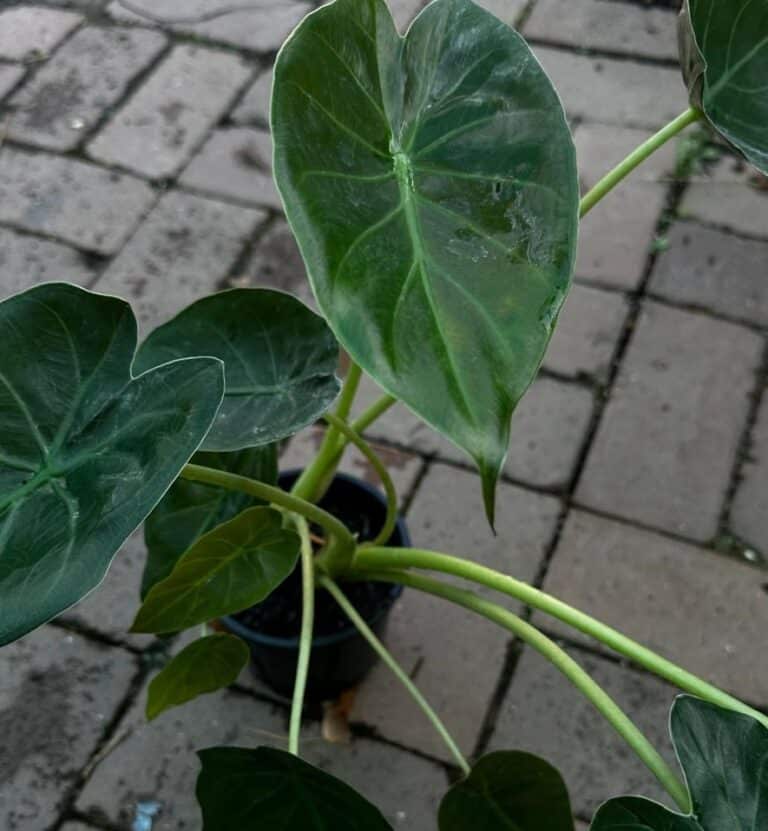 Alocasia Wentii - Garden View Nursery