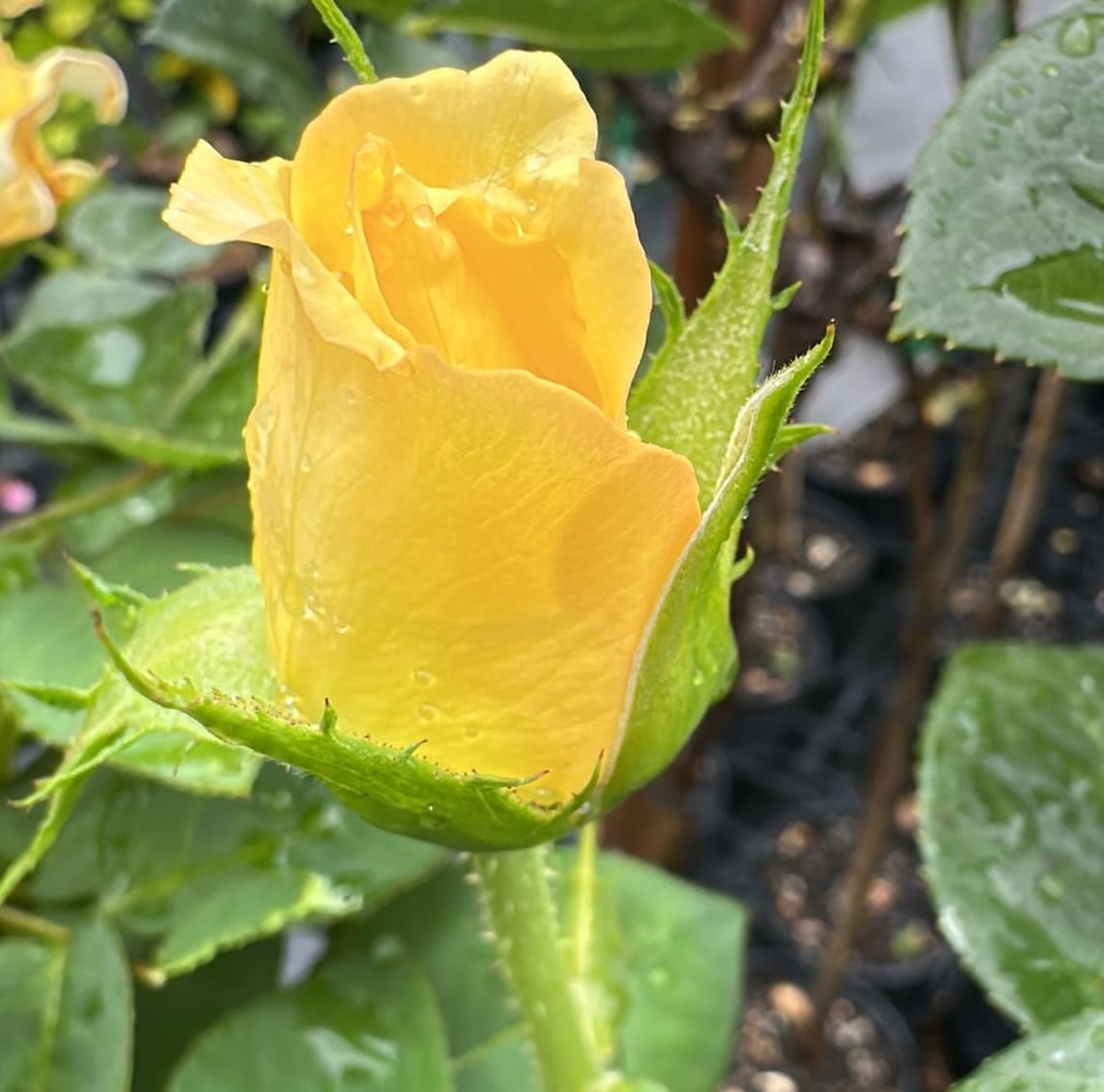 Helmut Schmidt - Garden View Nursery