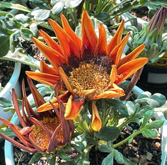 Gazanias Assorted - Garden View Nursery